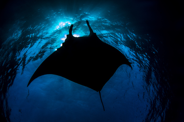 BLACK MANTA, Oceans and Africa ~ Craig Dietrich Photography