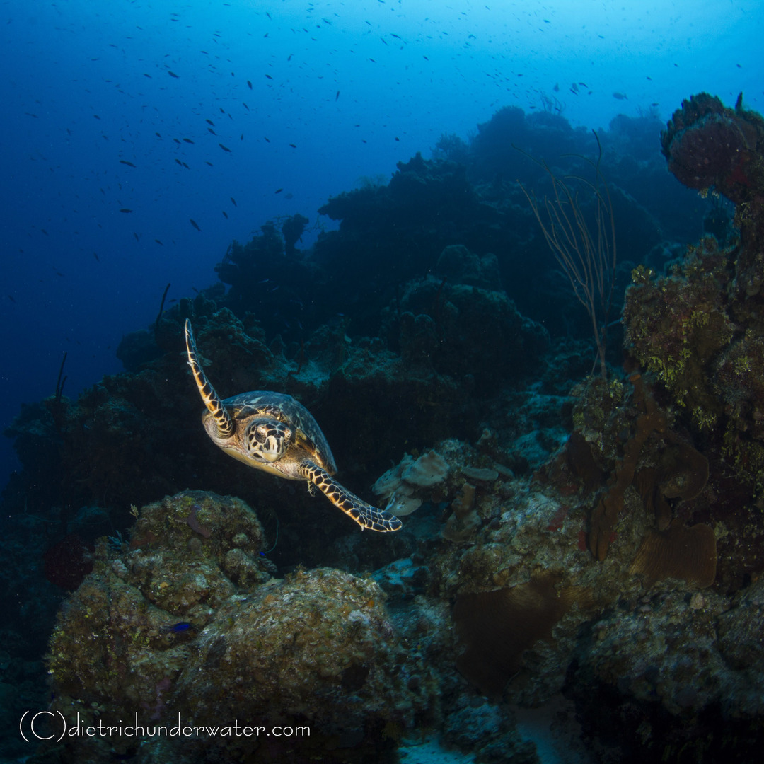 FLYING TURTLE, Oceans and Africa ~ Craig Dietrich Photography
