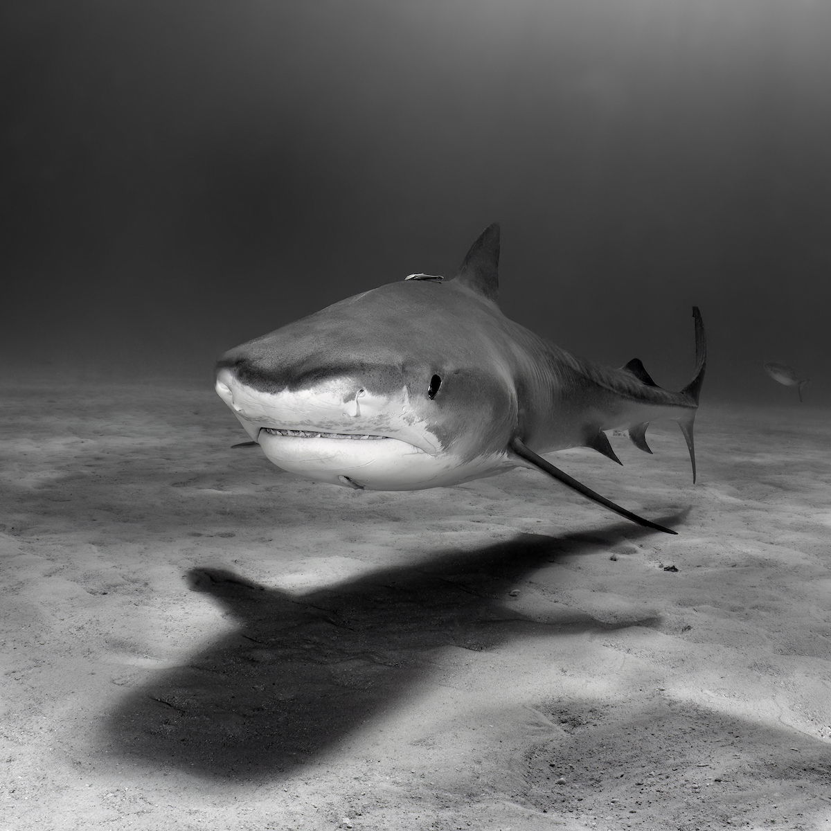 Underwater Collection, Oceans and Africa ~ Craig Dietrich Photography