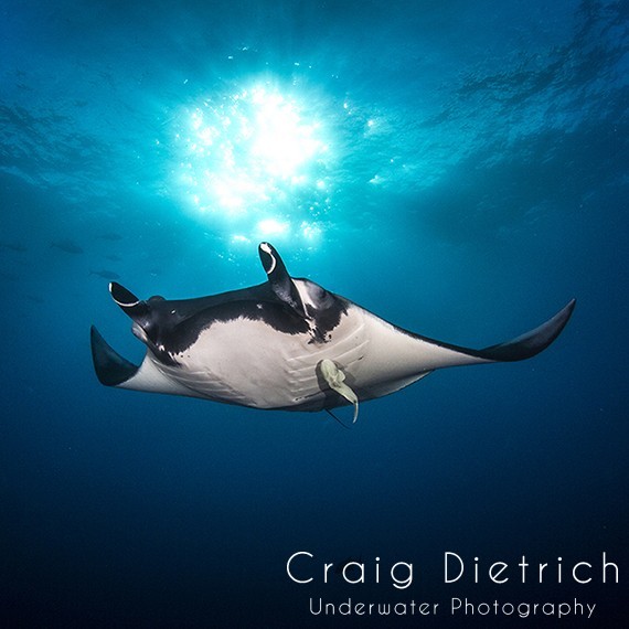 SUNLIT MANTA, Oceans and Africa ~ Craig Dietrich Photography