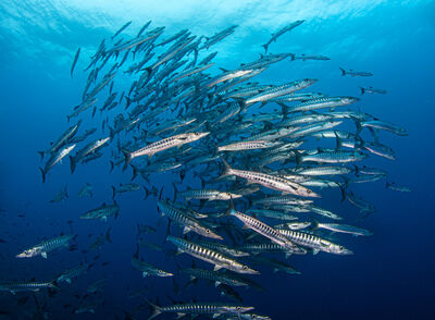 Underwater Collection, Oceans and Africa ~ Craig Dietrich Photography